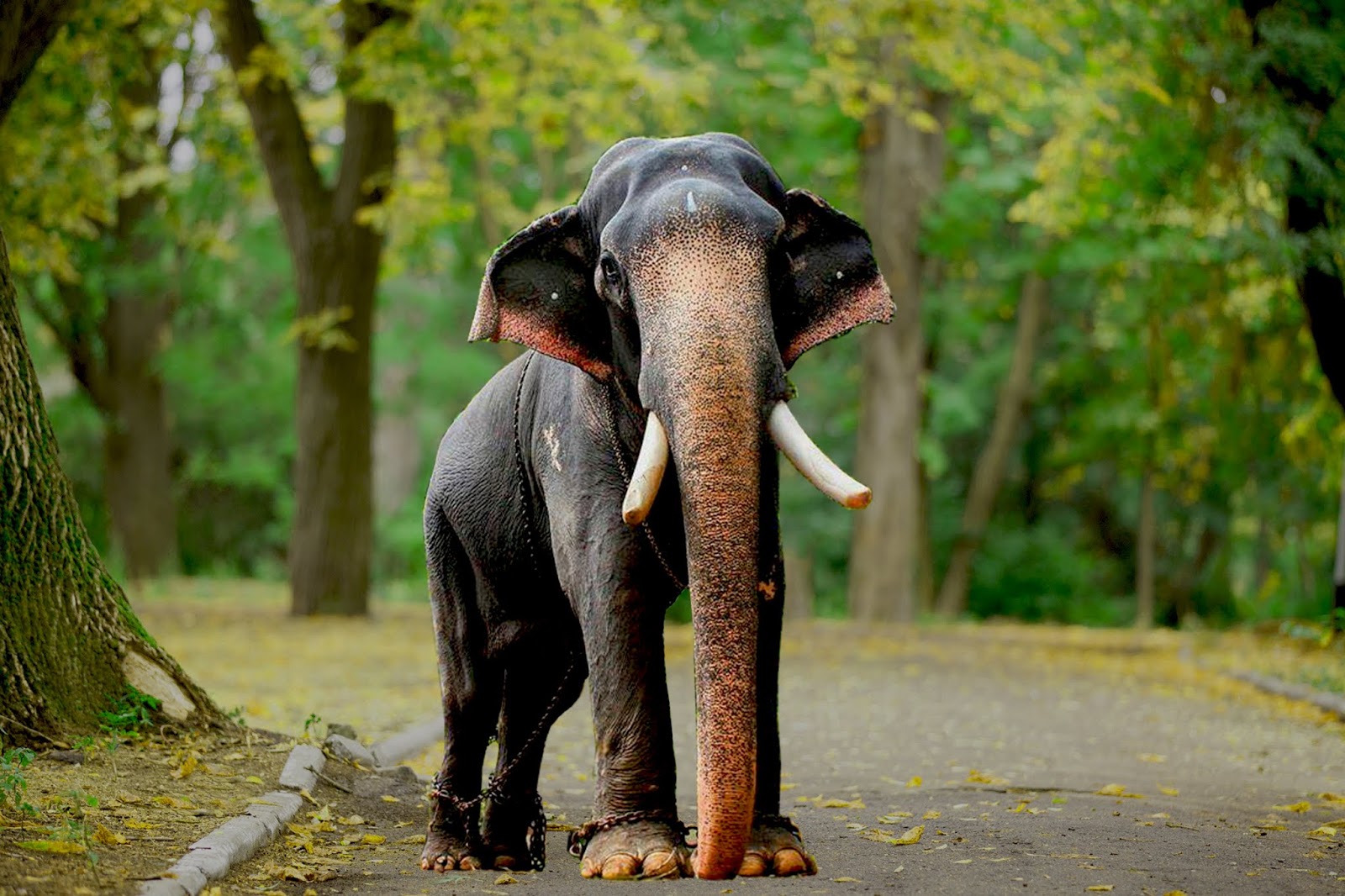Kerala Elephants Images | Kerala elephants wallpapers HD | Kerala ...