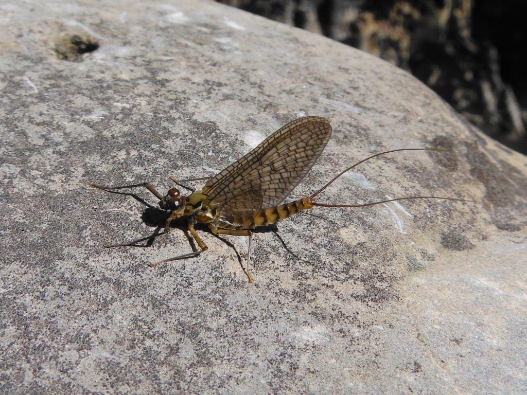 A pelo y pluma-- Flyfishing blog: Epeorus de ciervo y PLA (paso a paso)