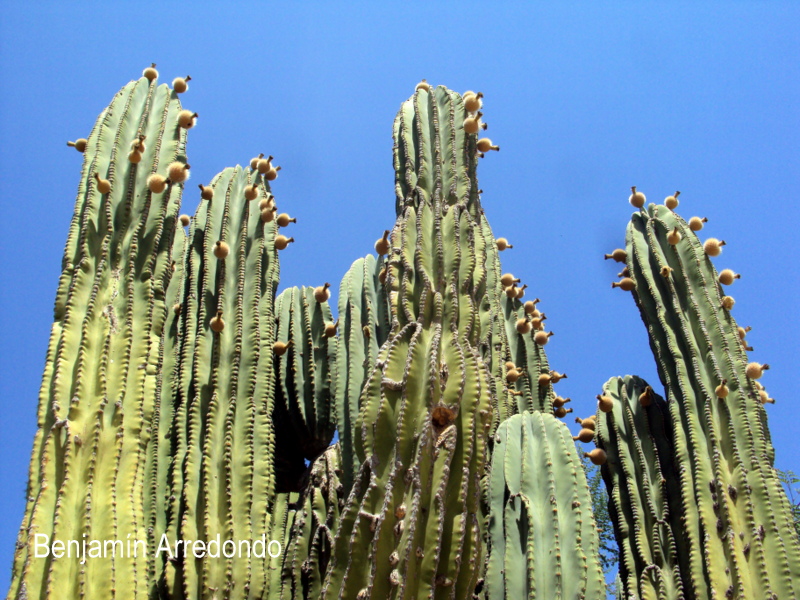 El Bable: El fruto de los cardones.