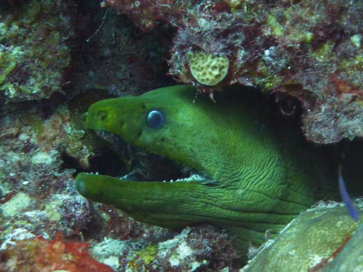 Eels of the Caribbean