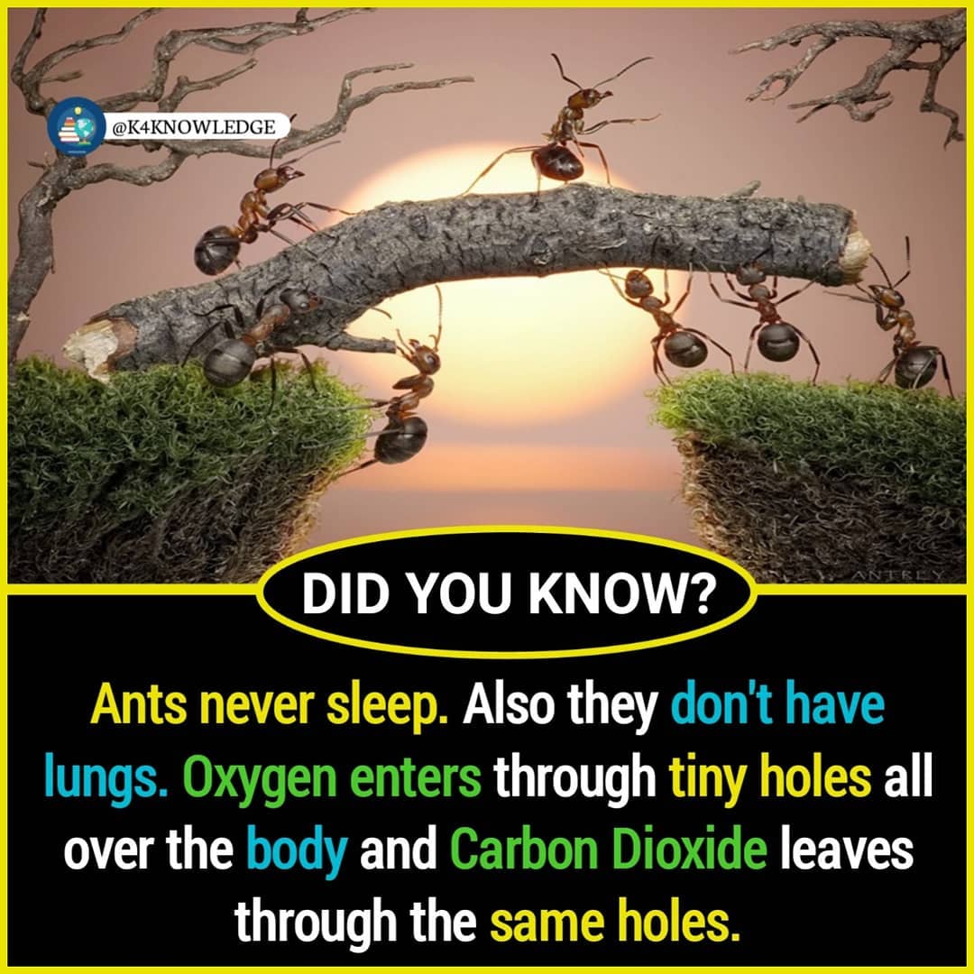 [50+] Amazing Facts that you Should Know