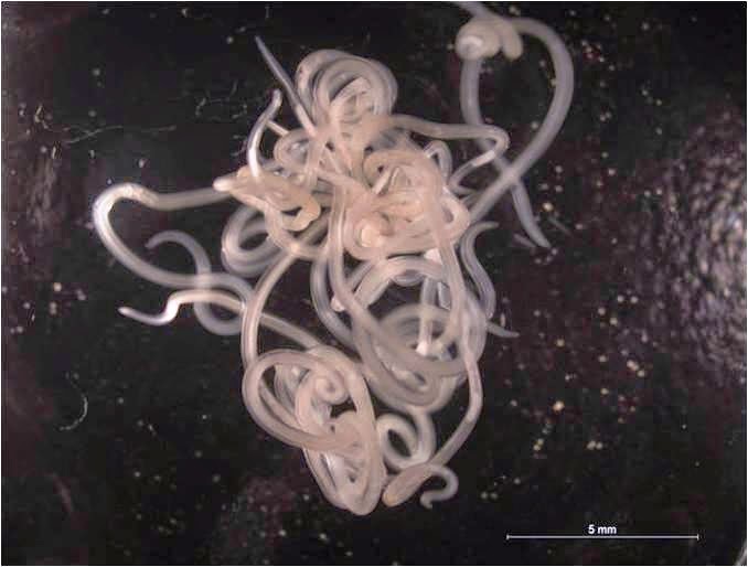 zerezas-otrasformasdecocinar: Anisakis y las Reacciones Alérgicas ...