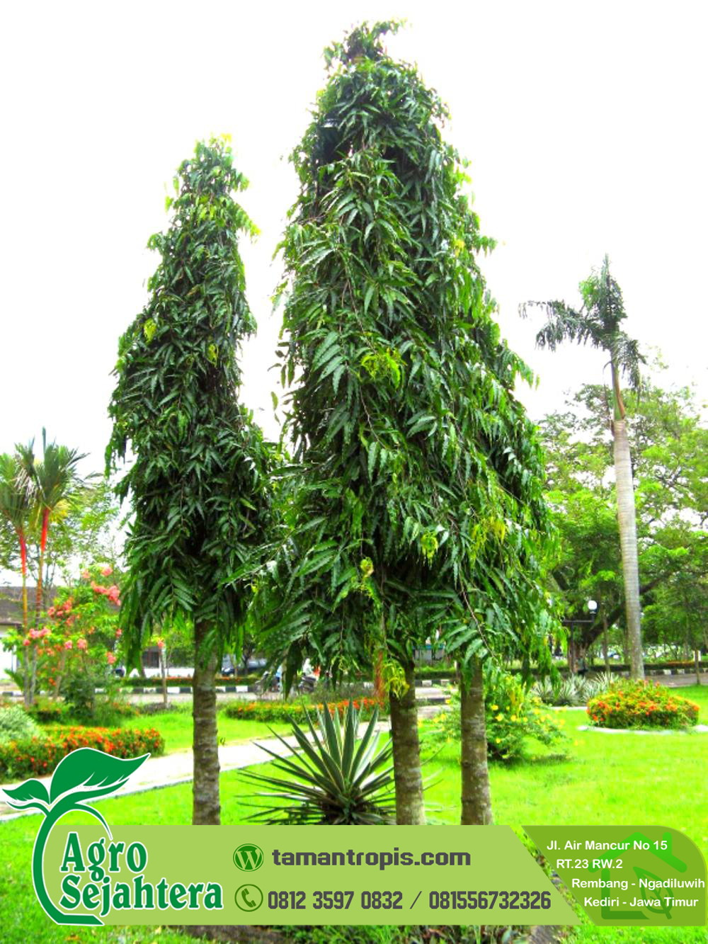 Glodokan Tiang (polyalthia Longifolia)