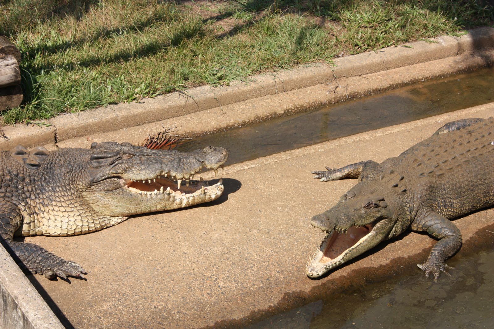 LJ's Zoo Adventures: Darwin Zoo's May 2011