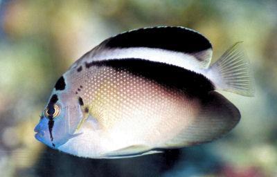 D' Ocean Aquarium: Ikan Angel (Angelfish)