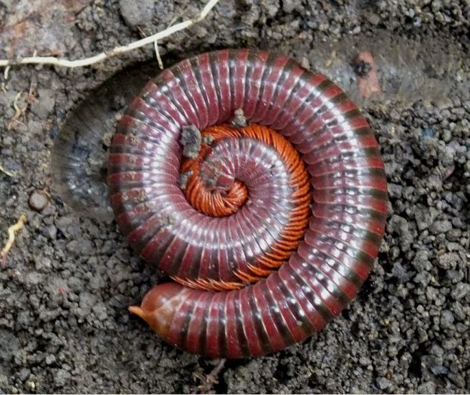 Hewan Hama di Kebun Salak | Salak pondoh