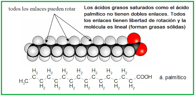 CURIOSIDADES CIENTÍFICAS : Triglicéridos