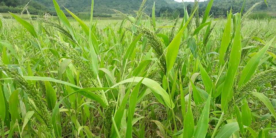 Browntop Millet – TCR Connecting Agriculture