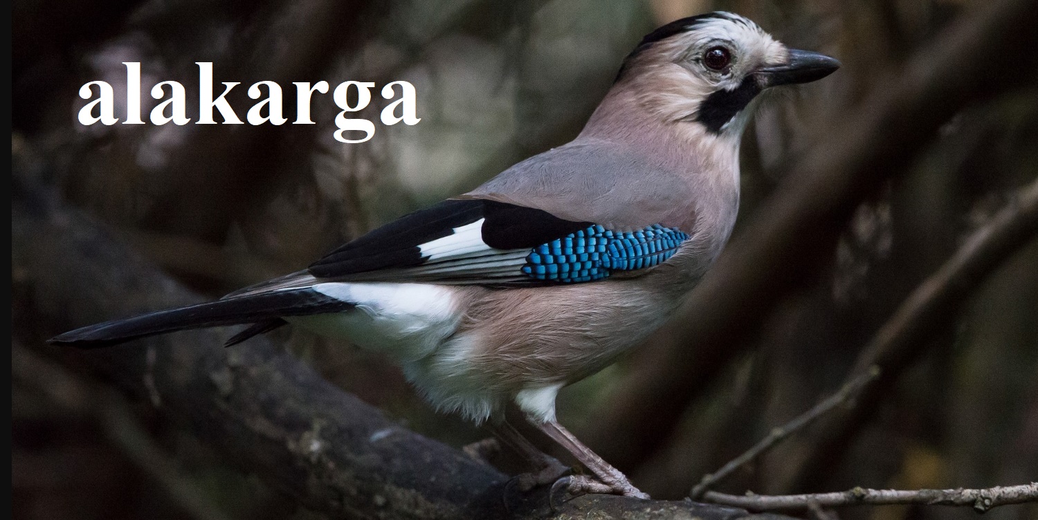 alakarga - BilginCin