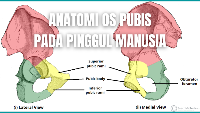 Anatomi Os Pubis Pada Pinggul Manusia - Anatomi Tutorial