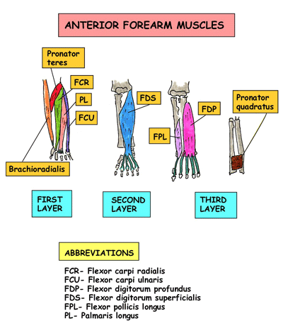 موقع الدكتور أحمد كلحى: صور تشريح Anatomy of the Upper Limb : Cubital ...
