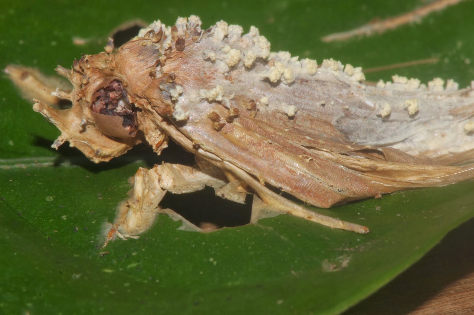 Central America: Fungal Death