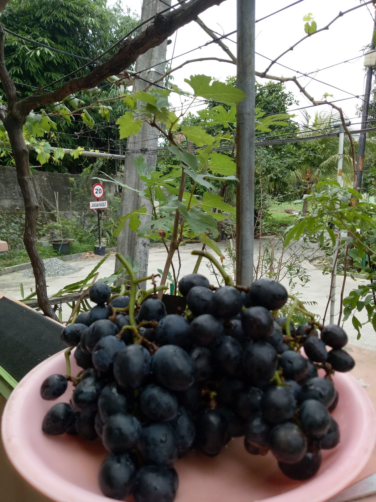 LUAR BIASA...!!! 11 jenis anggur ini yang paling genjah di indonesia ...