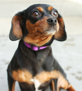 Dog Breed Miniature Pinscher Puppies: Miniature Pinscher - Docking Tail ...