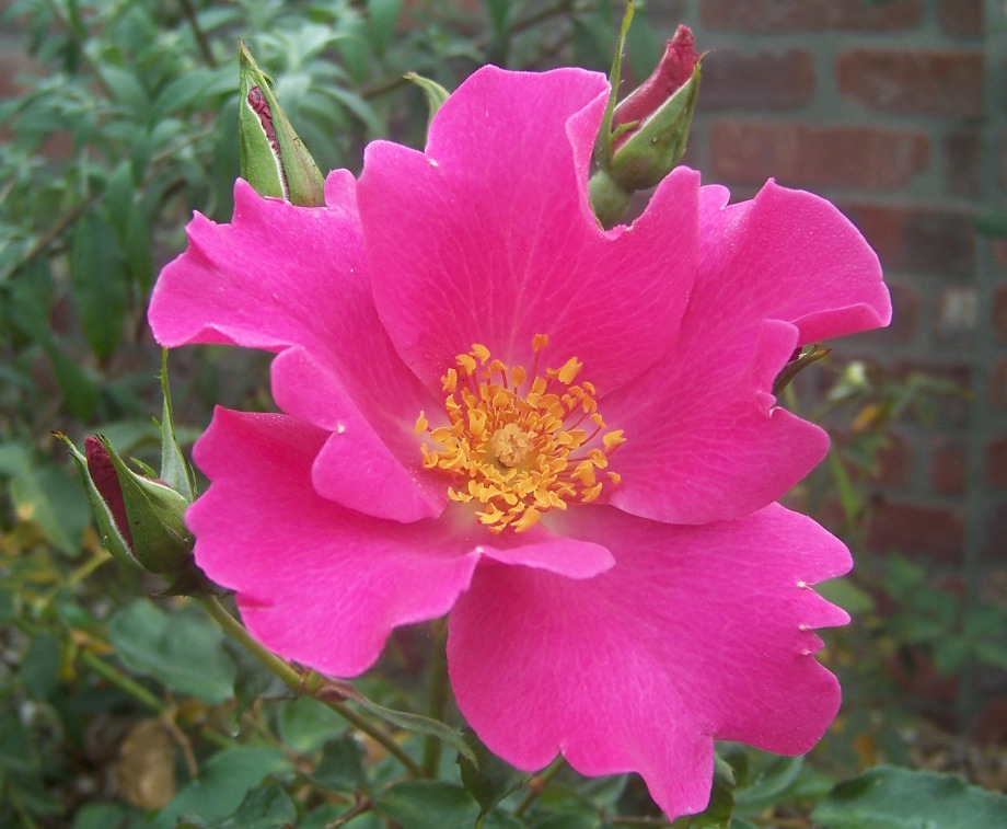 The 2 Minute Gardener: Photo - Floribunda Rose 'Playgirl'