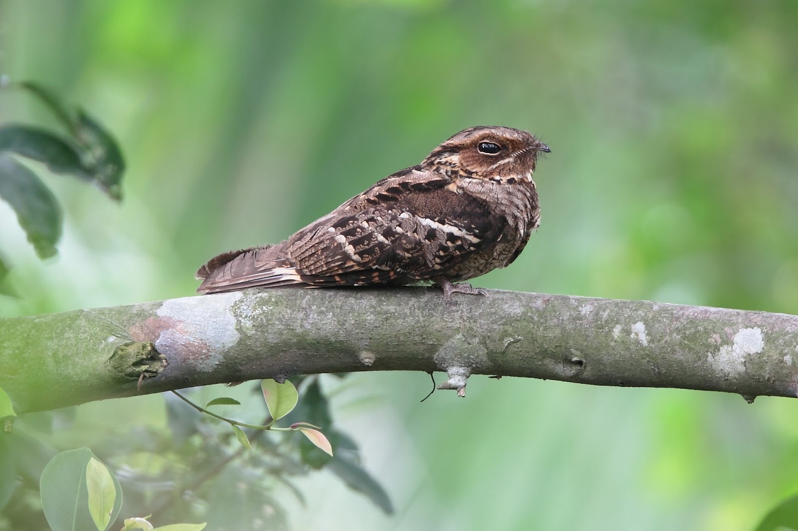 Mike is the name Birding is the game ( Birding in Malaysia - Malaysian ...