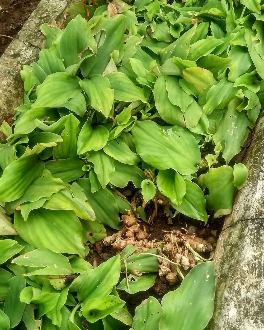 Ada 7 Tanaman obat jenis rimpang beserta manfaatnya untuk tubuh kita