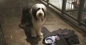 SHAGGY DOG. EL PERRO LANUDO DE DISNEY - IMAGORAMA