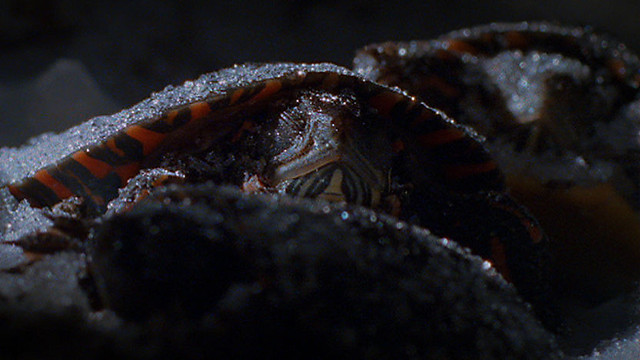 Tim's Fertile Turtles