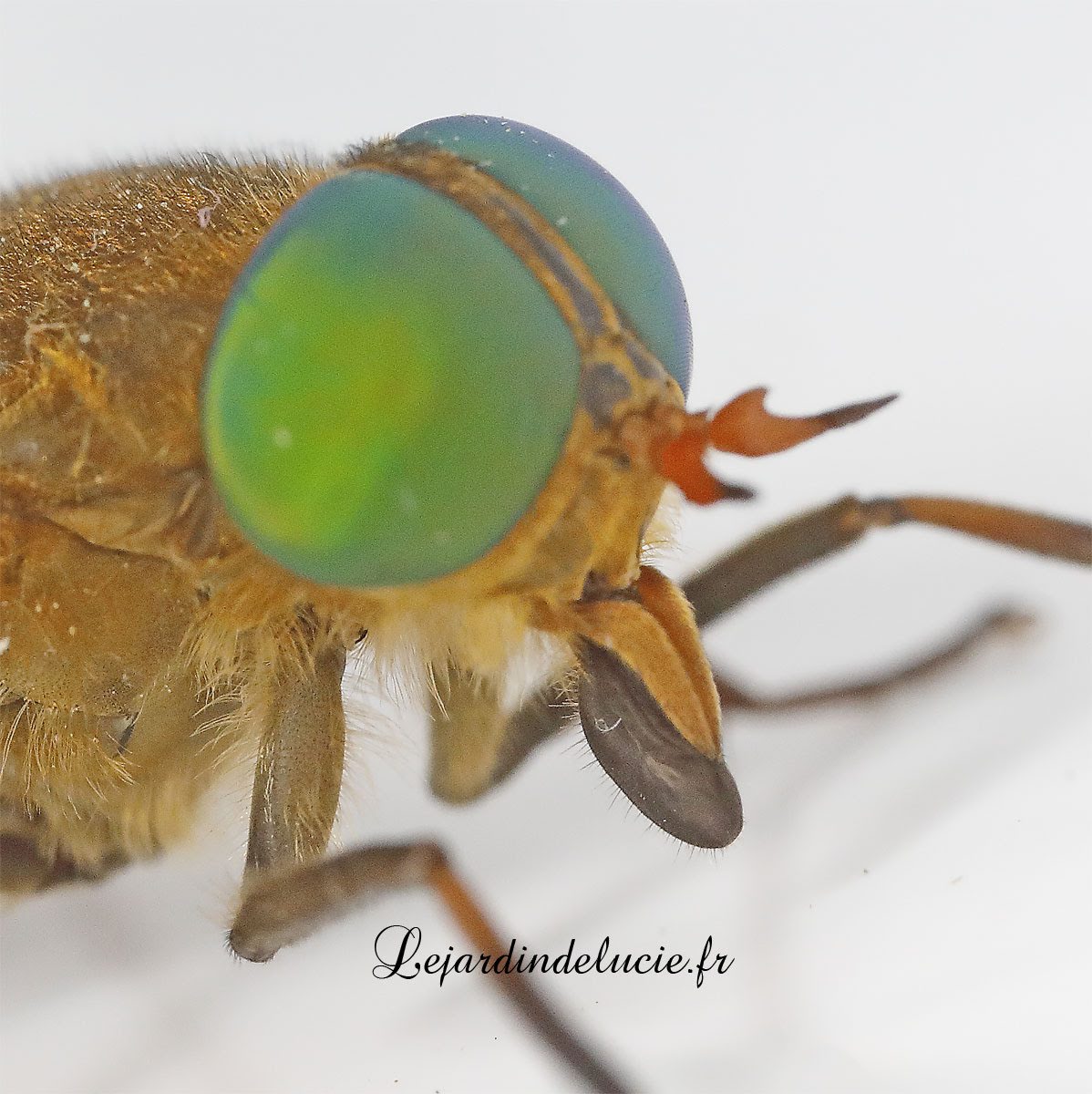 Philipomyia graeca, femelle taon aux très beaux yeux verts.