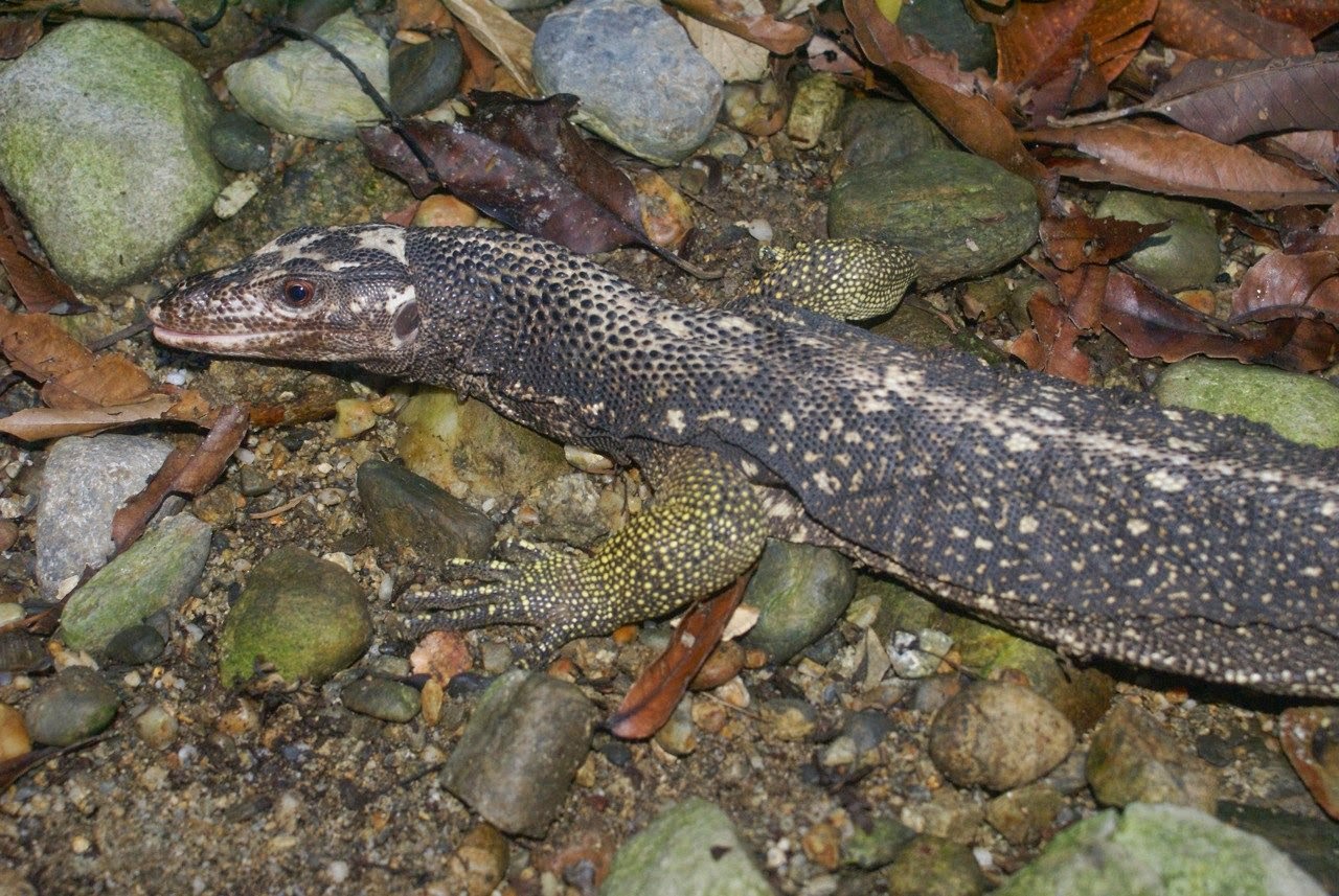 Jenis - jenis atau Macam - macam Varanidae / Varanus / Varanatic ...