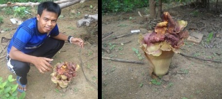 Bunga Suweg Dan Bunga Bangkai ~ KARANGLO KIDUL