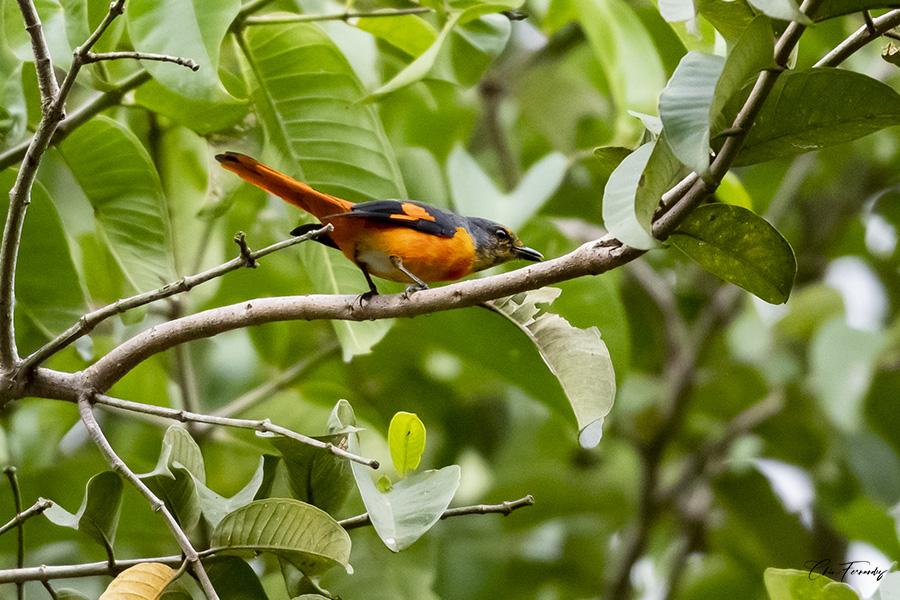 The Chiwit Chronicles: The 5th PPUR International Bird Race Day 1 ...