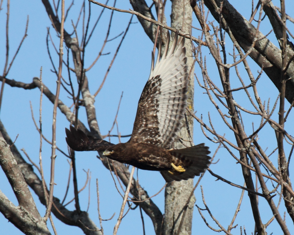 The Nomadic Naturalist: Dark morph Red-tailed Hawk in Ontario