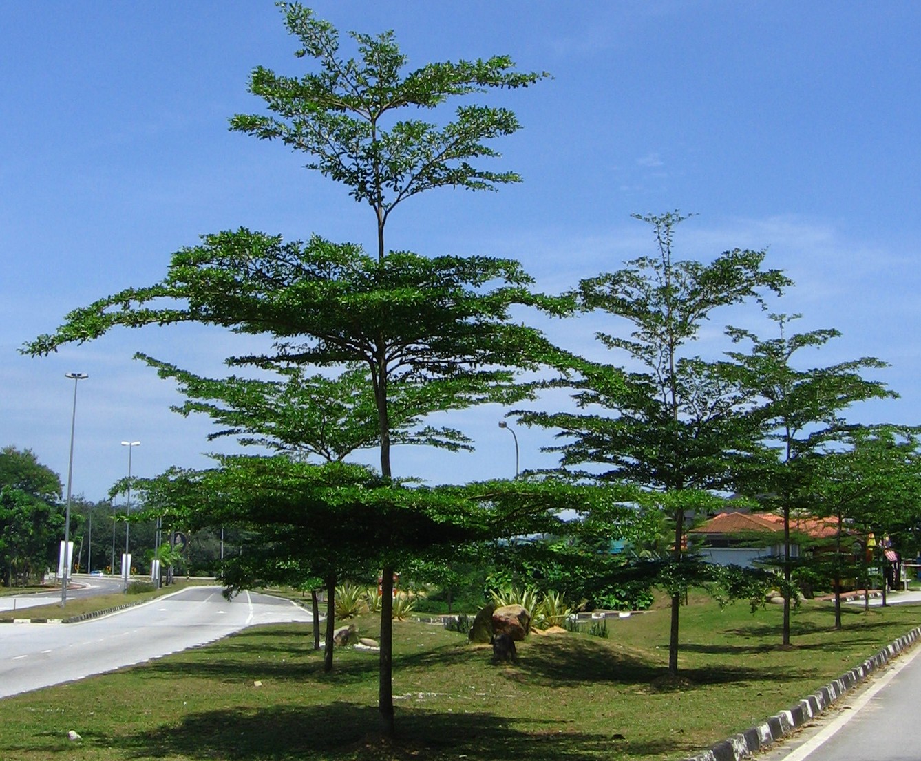 Kembara Insan / Engineer's Blog: Bucida Molineti