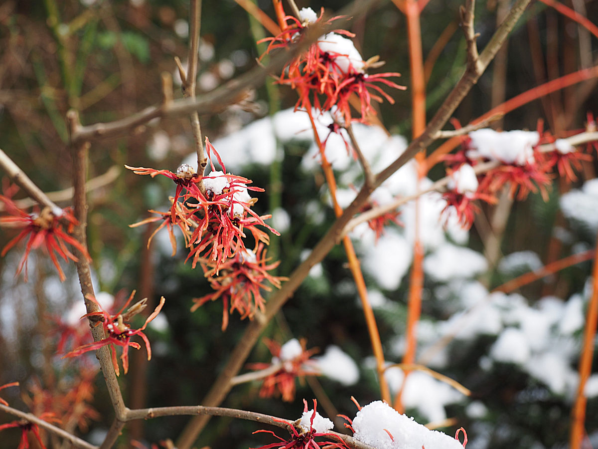 Meine grüne Leidenschaft: Duftgehölze im Februar