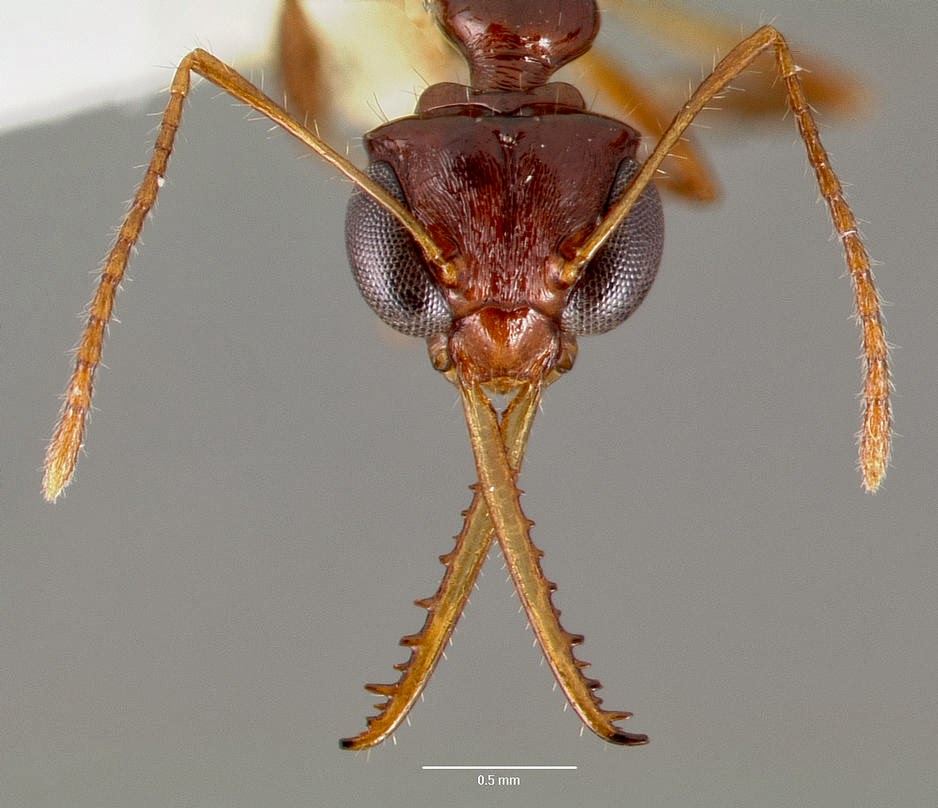 The Insect World: Ant Heads!