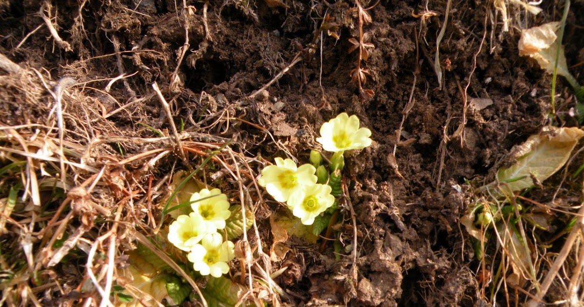 alpinauta: Timidi segnali di primavera sul monte Talm