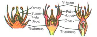 Frank Chapter 7 Flowers ICSE Solutions Class 9 Biology
