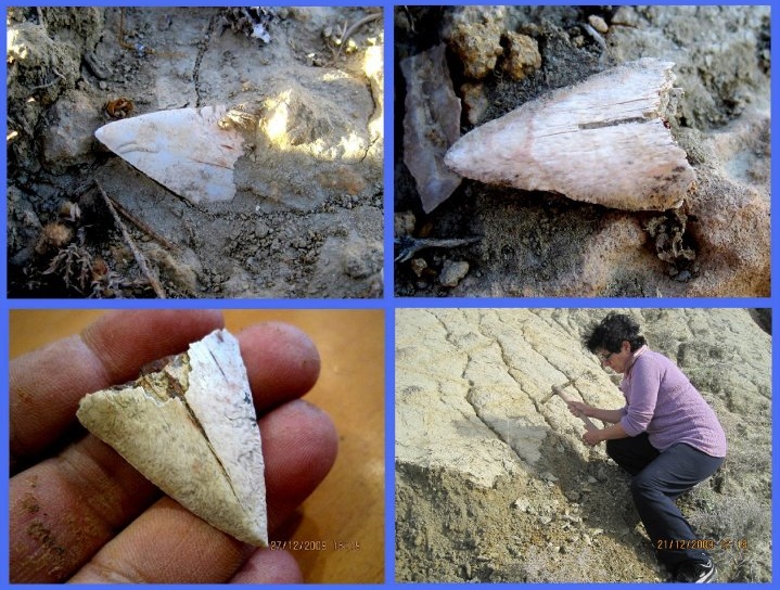 Biodiversity of Cyprus by NGO Protection of the Natural Heritage and ...