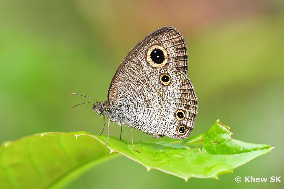 Butterflies of Singapore: Jan 21, 2018