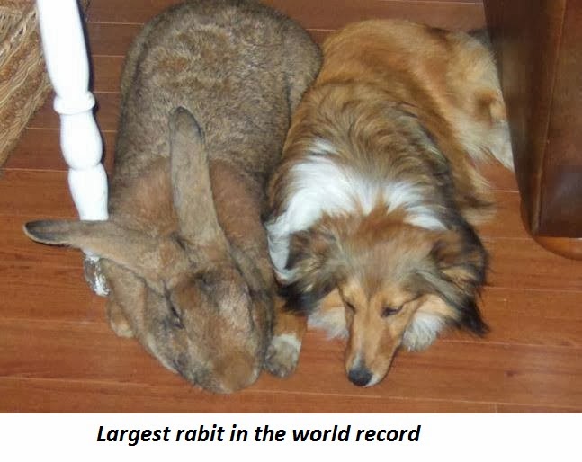 World largest Rabbit a Flemish Giant - Wonderful World