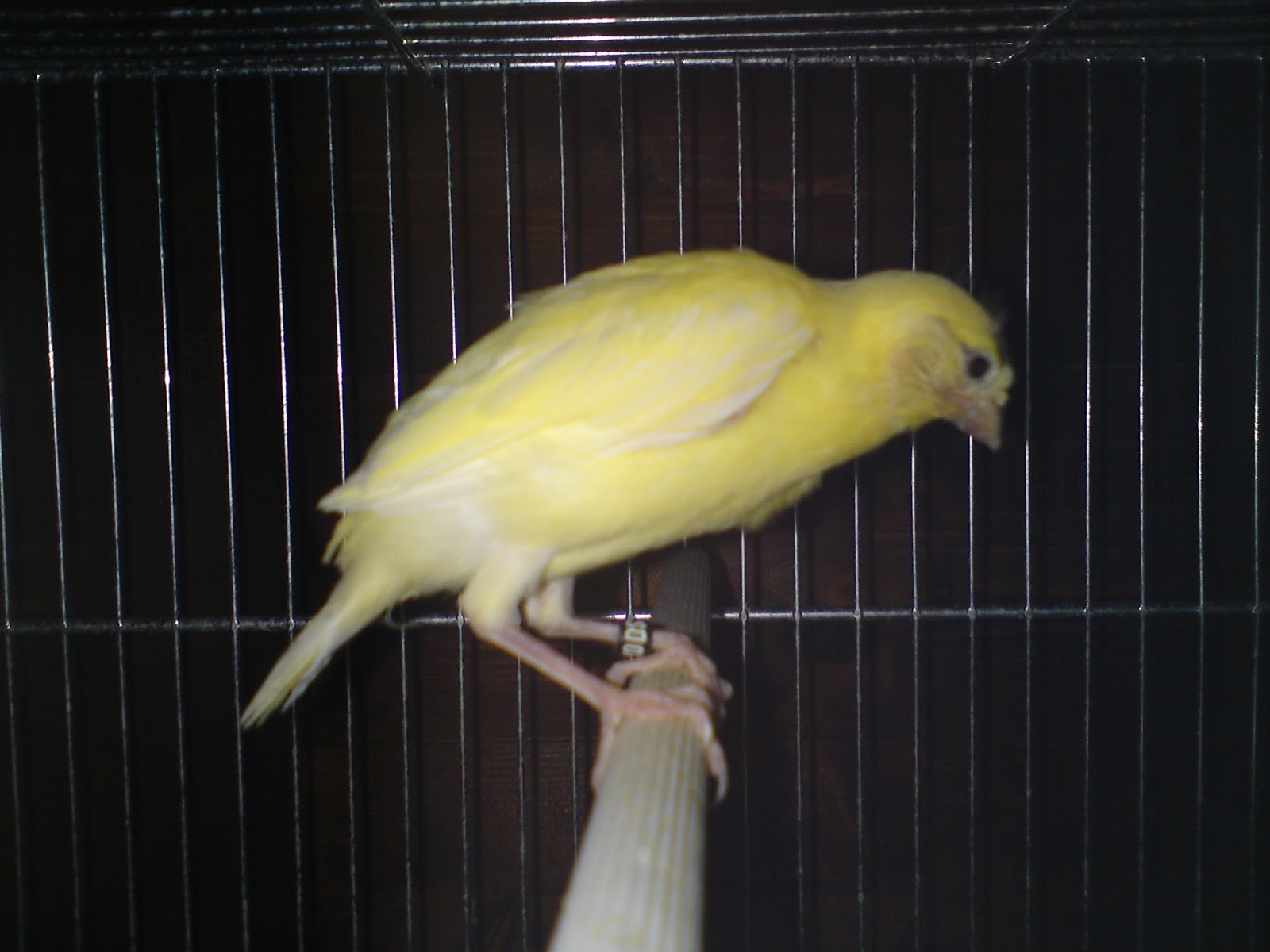 a scotch fancy canary blog: New birds off to first show