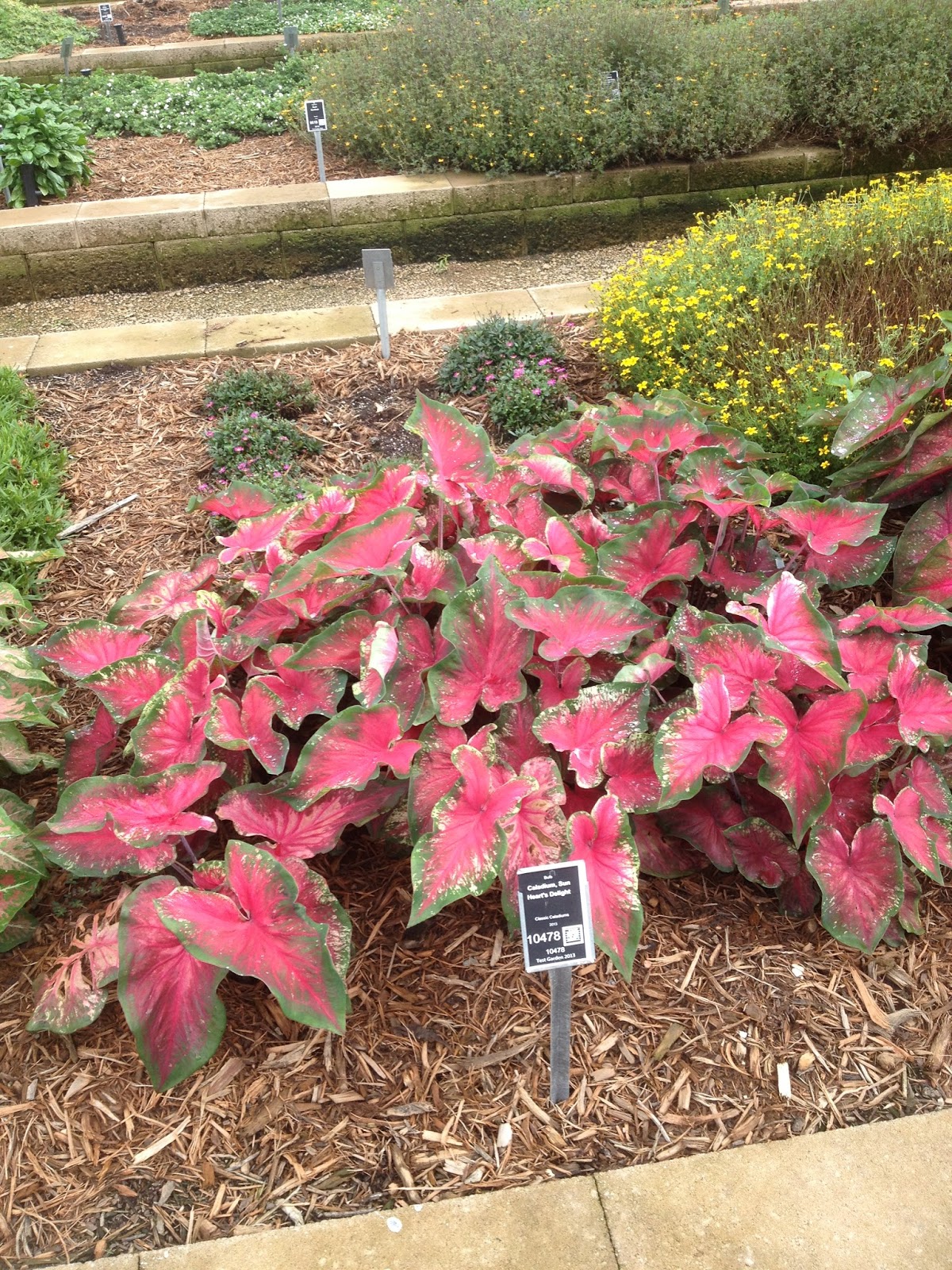 ThisWeekInTheTrialGarden: Sun Caladiums
