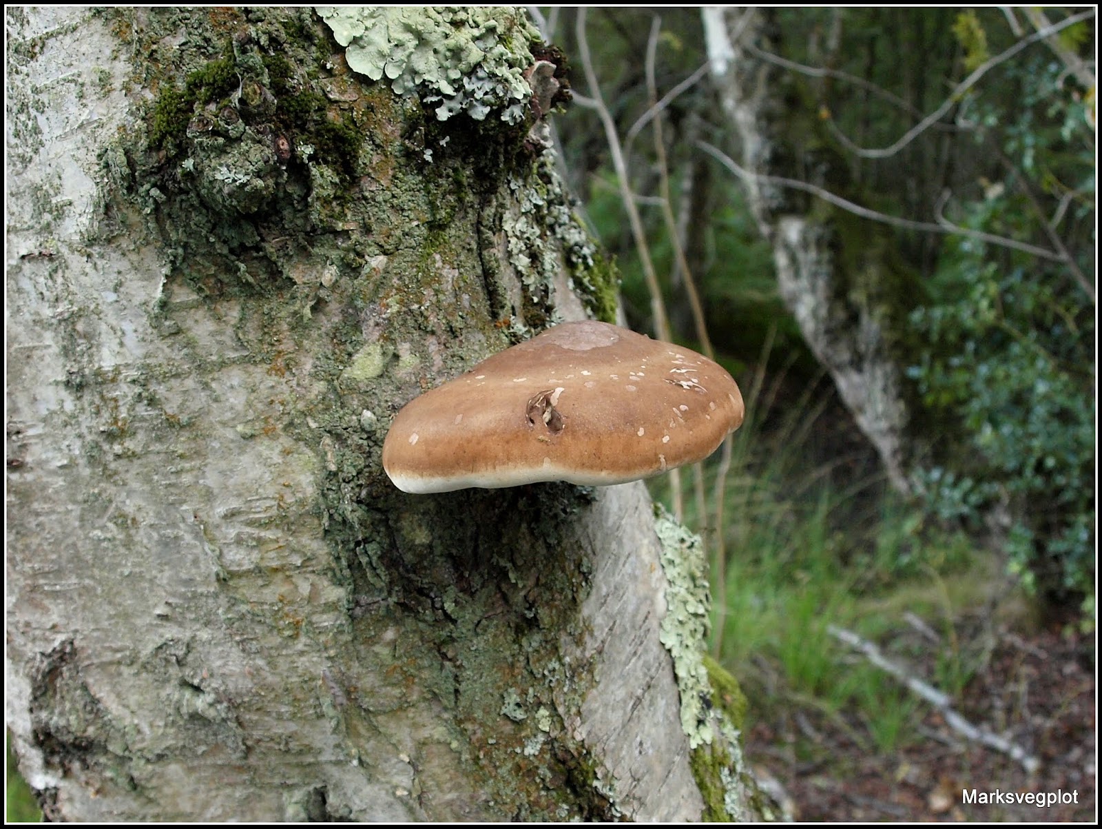 Mark's Veg Plot: Birch Polypore