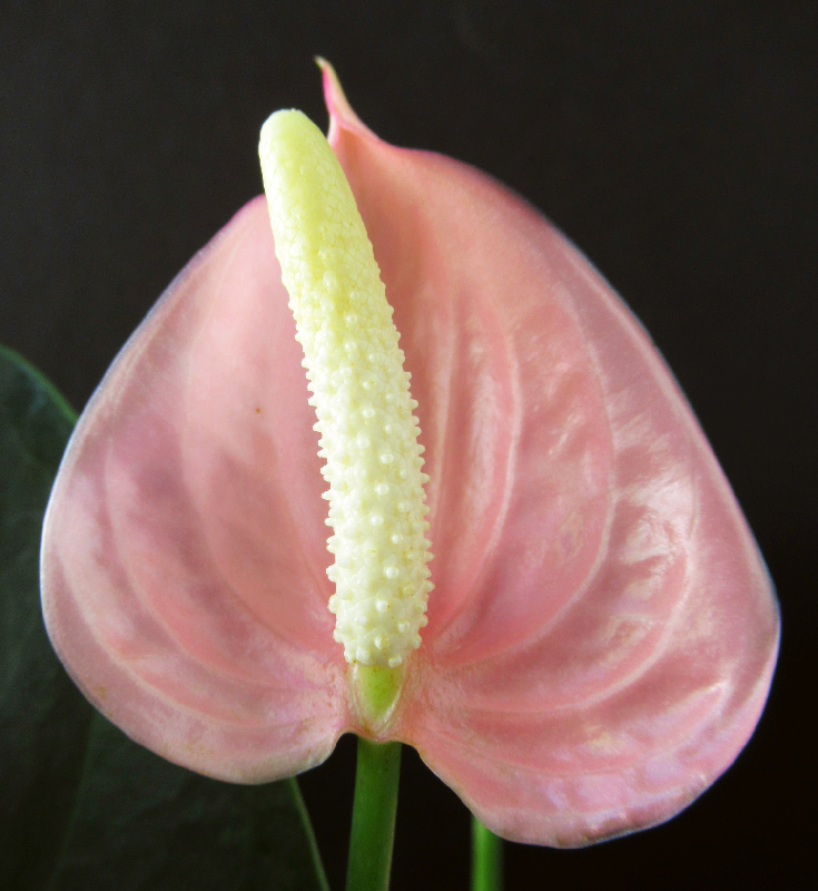 Plants are the Strangest People: Anthurium nos. 1336, 1714, 0963, 1219 ...