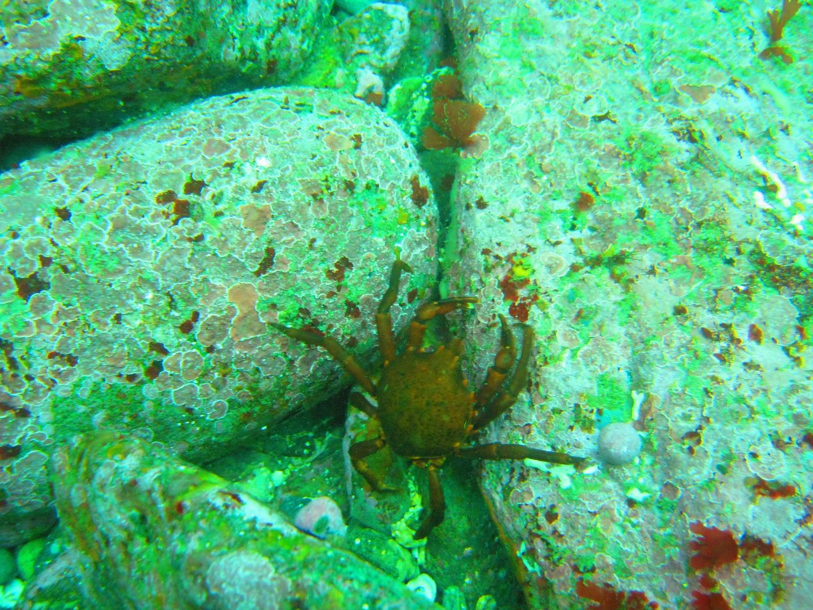BIODIVERSIDAD MARINA DE OSORNO: Fauna Marina observada en Bahía Mansa ...
