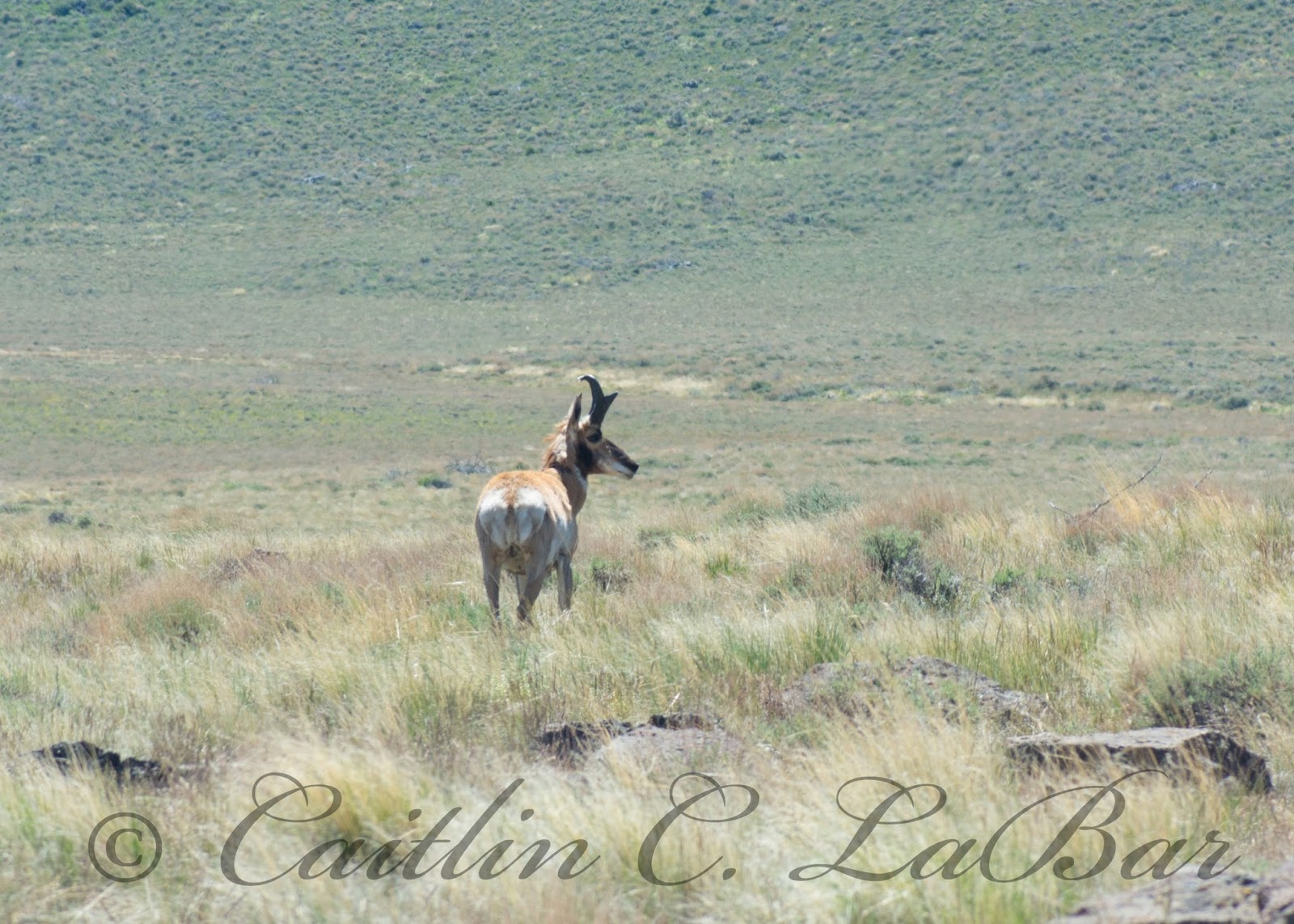 Northwest Butterflies: Steens Mountain and Catlow Valley