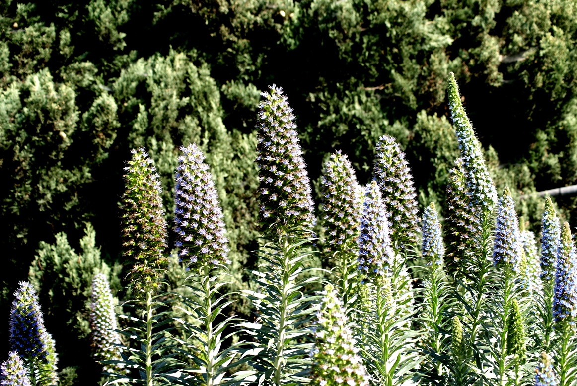 A photo, A thought............: Plant: Pride of Madeira flowers............