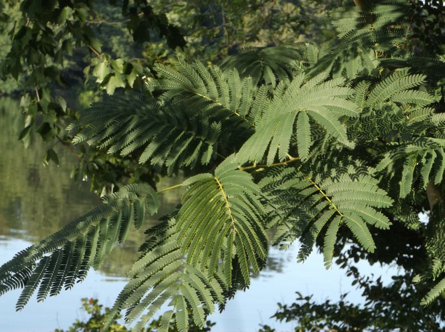 Future Plants by Randy Stewart: Albizia - Siris / Silk Trees