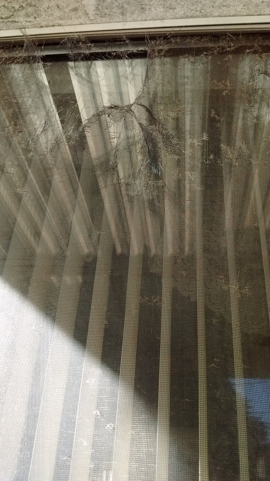 My Two Cents: Window Screens Before and After on Wednesday