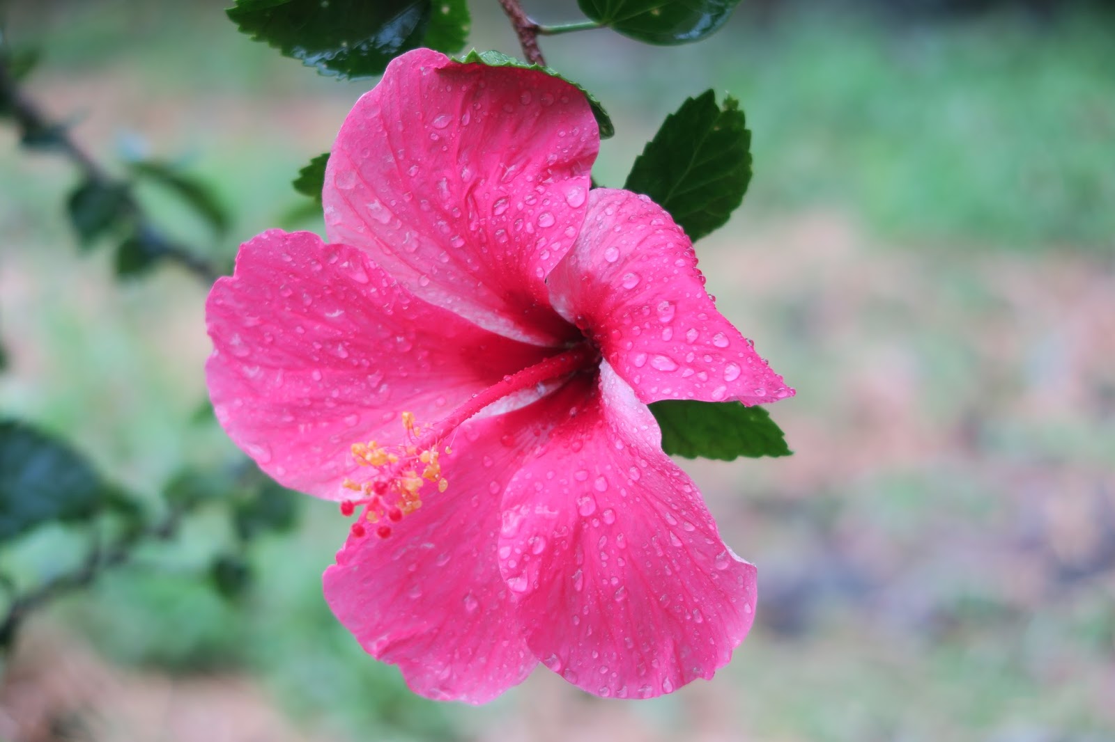 Kleyns In The Philippines: * Flowers (Mga Bulaklak) 1