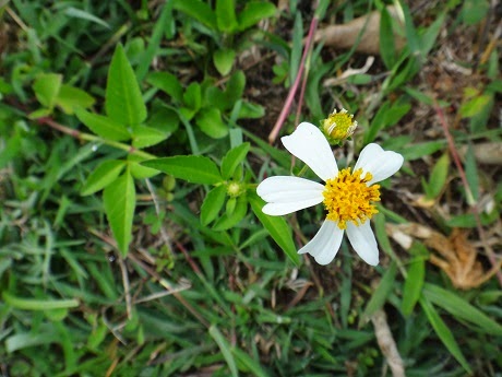 Humedales en Puerto Rico Papo Vives et al: LILLIAM MENA EN CAÑO TIBURONES