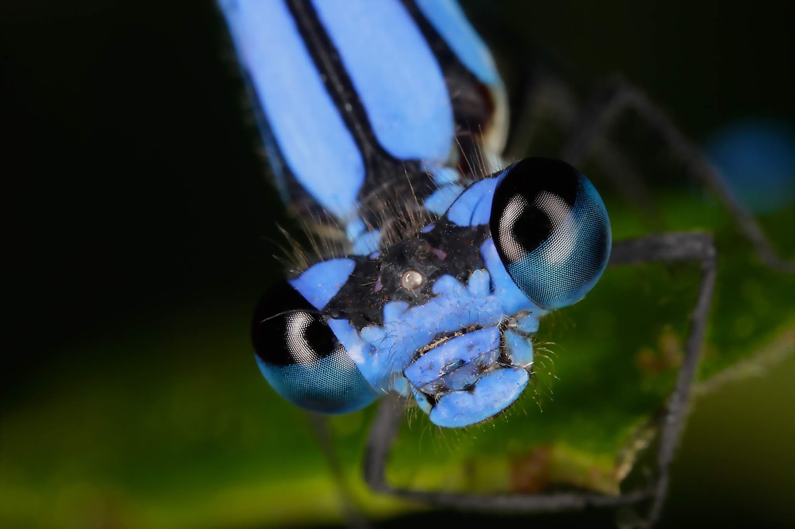 The Movie Sleuth: Documentary Releases: Learning to See: The World of ...