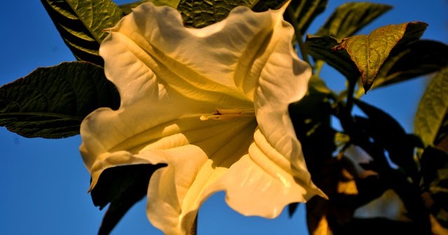 10 Macam Jenis Bunga Yang Bisa Dimakan- Nomor 10 Ternyata Bisa Dimakan ...