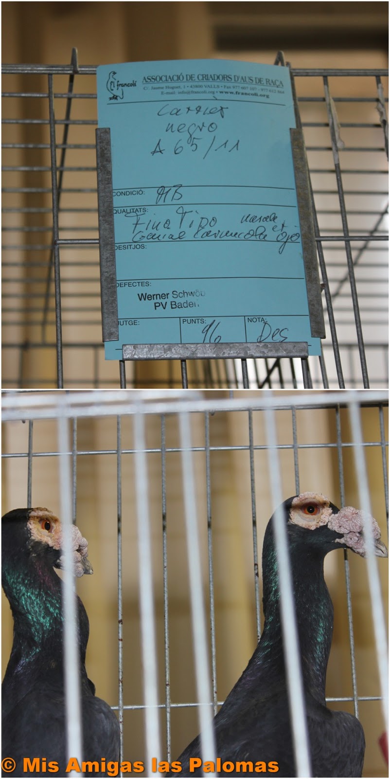 Mis amigas las palomas: Fotos palomas de raza